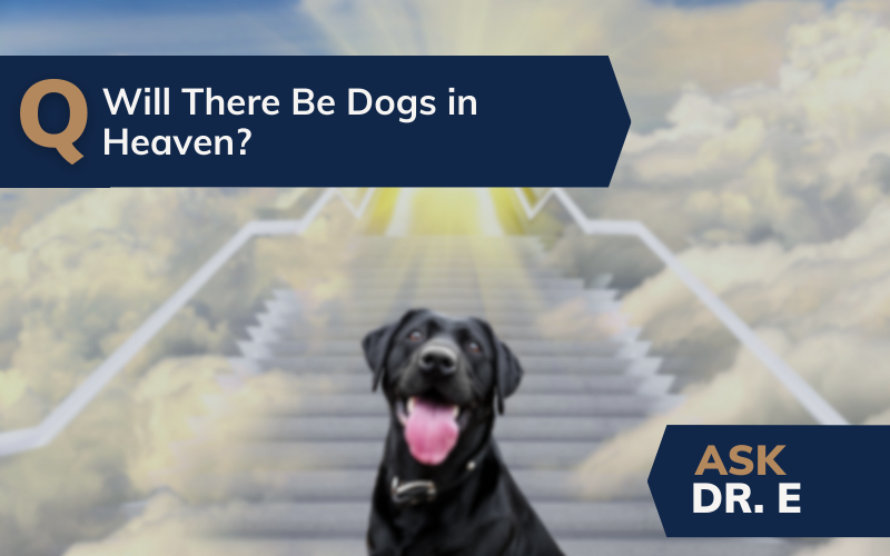 Will There Be Dogs in Heaven? - Ask Dr. E